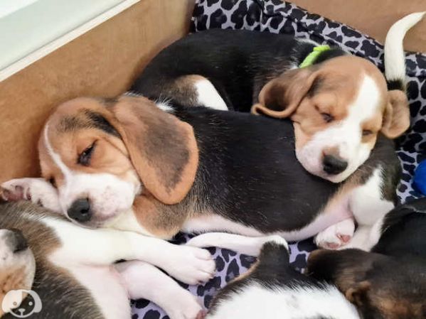 Cuccioli di Beagle