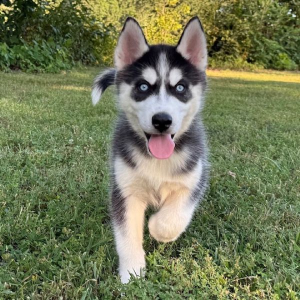 Siberian Husky (cuccioli maschio e femmina)