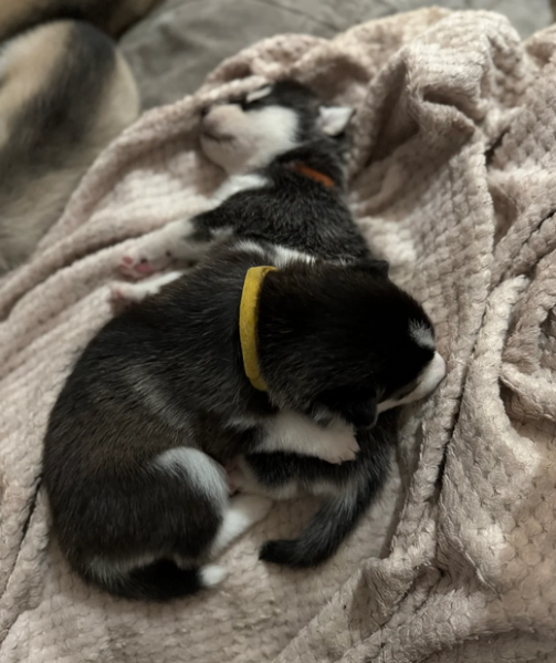 cucciolo di husky per adozione