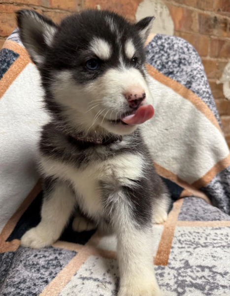 cucciolo di husky per adozione