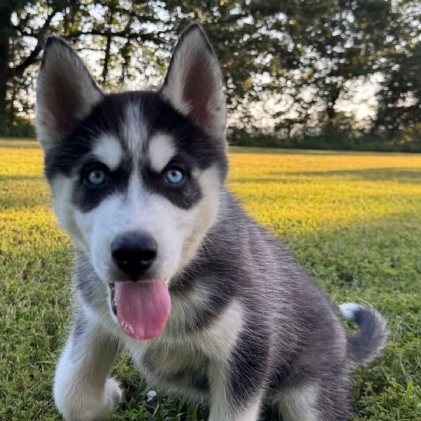. Siberian Husky (cuccioli maschio e femmina)