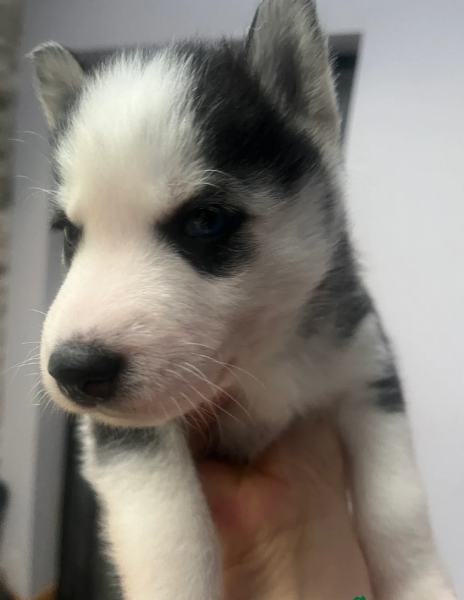 deliziosi cuccioli di Husky per adozione