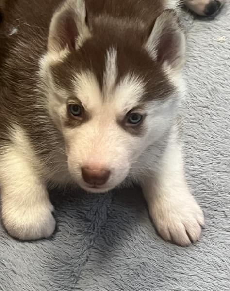 deliziosi cuccioli di Husky per adozione