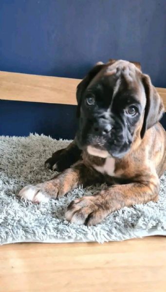 Boxer (cuccioli maschio e femmina)