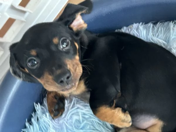 Annunci di Animali CUCCIOLI Cani e Gatti in REGALO