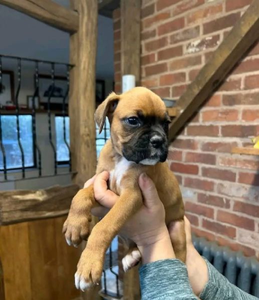 Boxer (cuccioli maschio e femmina)