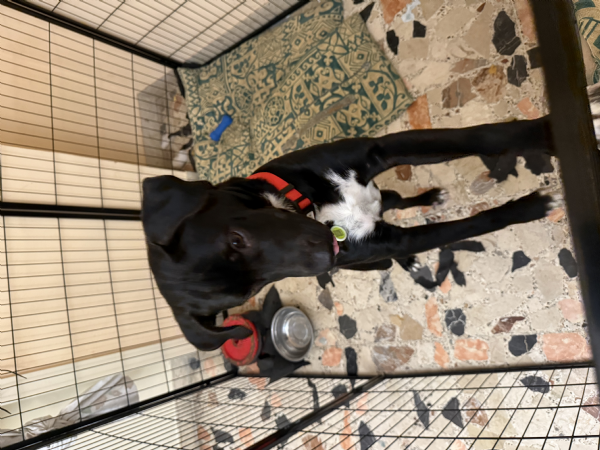 Regalo cane di media taglia 7 mesi