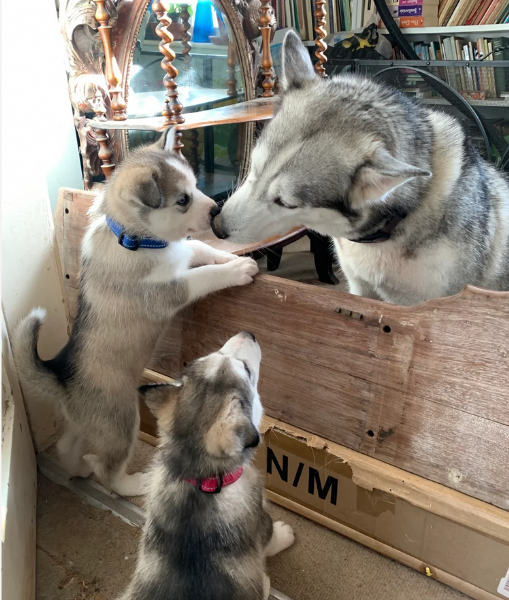 Razza Siberian Husky cuccioli per adozione