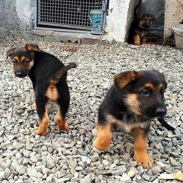 Regalo Pastore Tedesco cuccioli
