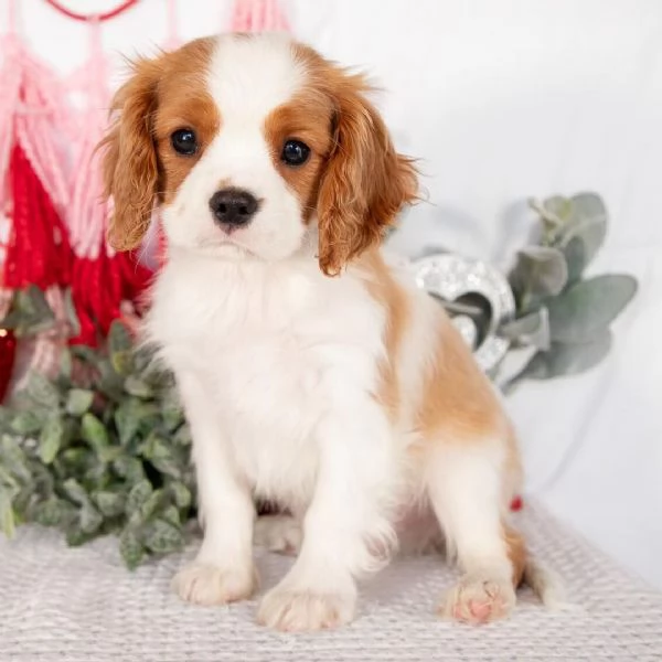 REGALO Cavalier King Charles