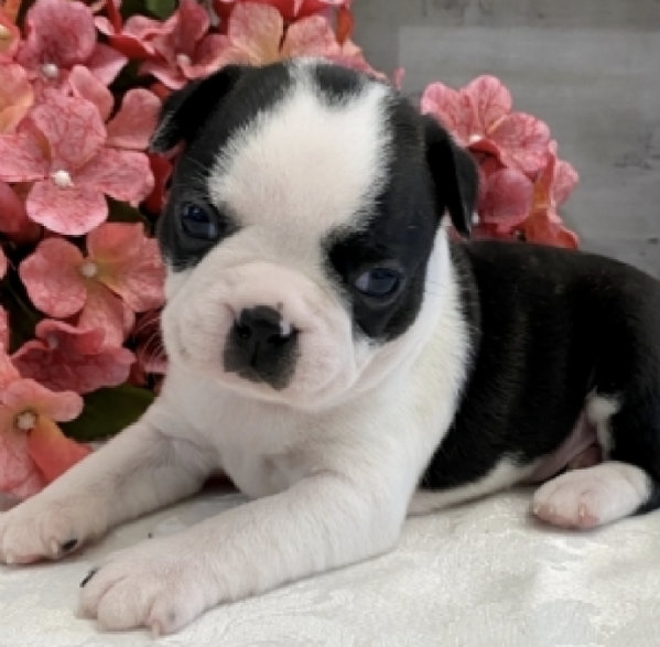 Regalo Boston Terrier
