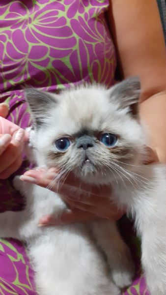 Exotic Shorthair