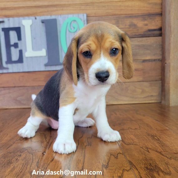 Regalo Cuccioli di Beagle Disponibili bellissimi cuccioli di Beagle ...