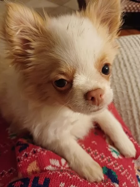 Chihuahua a pelo lungo