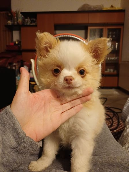 Chihuahua a pelo lungo