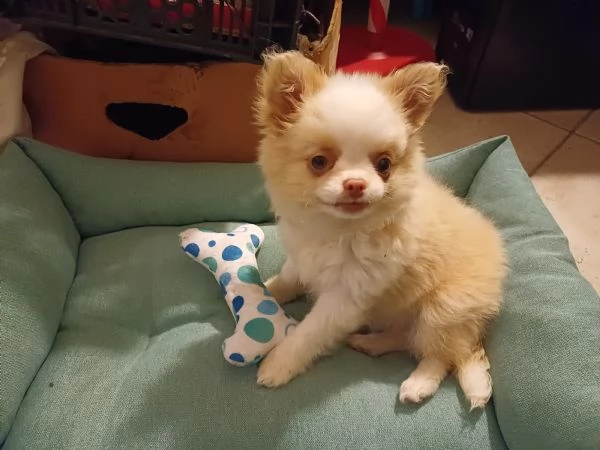 Chihuahua a pelo lungo