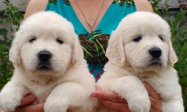 CUCCIOLI DI GOLDEN RETRIEVER