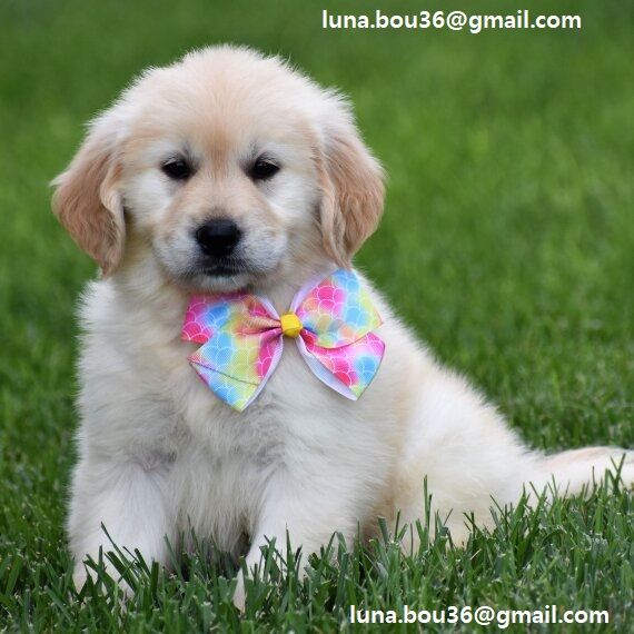 Regalo Cuccioli di Golden retriver Disponibili bellissimi cuccioli di ...