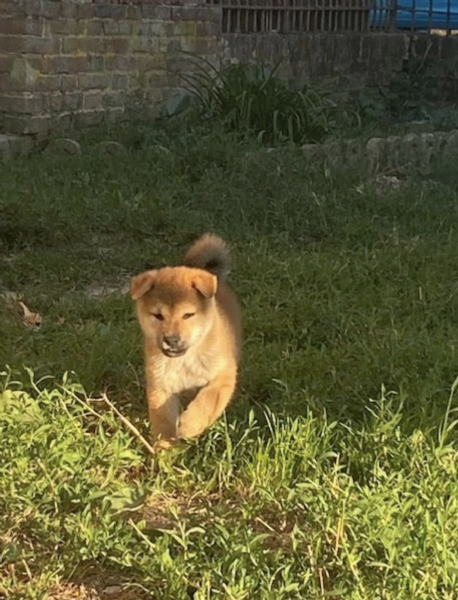 REGALO SHIBA INU