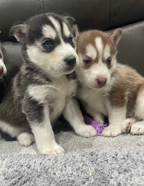 Meravigliosi cuccioli di SIBERIAN HUSKY per ladozione