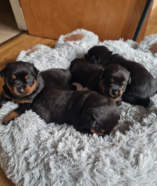 bellissimi e dolcissimi cuccioli rottweiler per ladozione