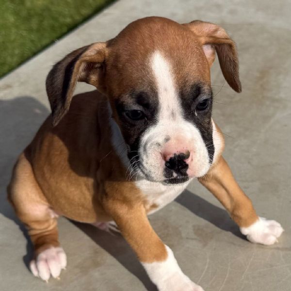 Regalo Boxer (cuccioli maschio e femmina)