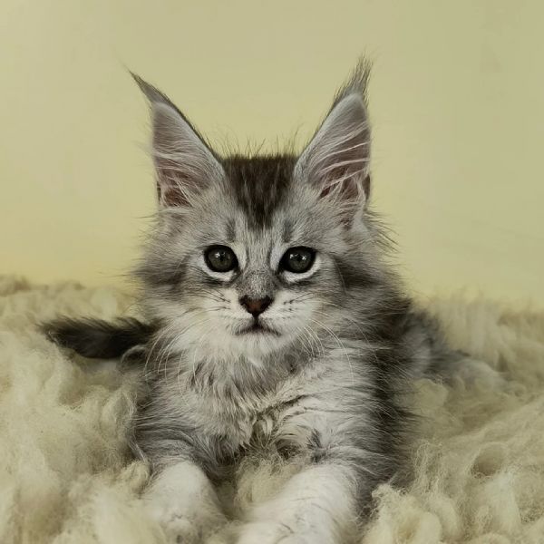 Due Cuccioli Main Coon!!