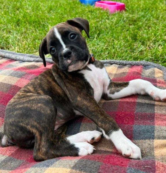 Boxer (cuccioli maschio e femmina)