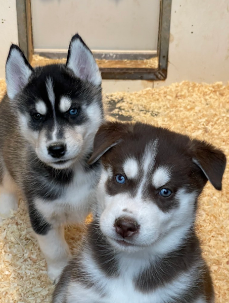 stupendi HUSKY di razza pura taglia MEDIA per adozione