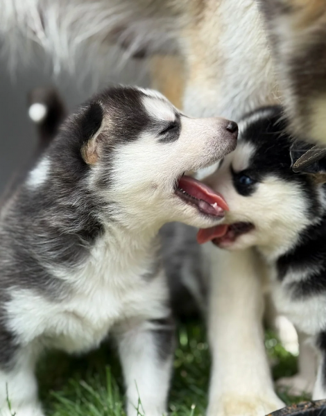 stupendi HUSKY di razza pura taglia MEDIA per adozione