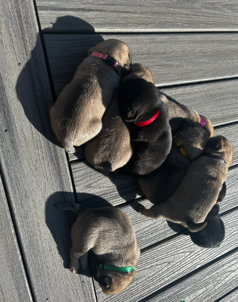 Bellissimi cuccioli di Carlino subito disponibili per adozione.