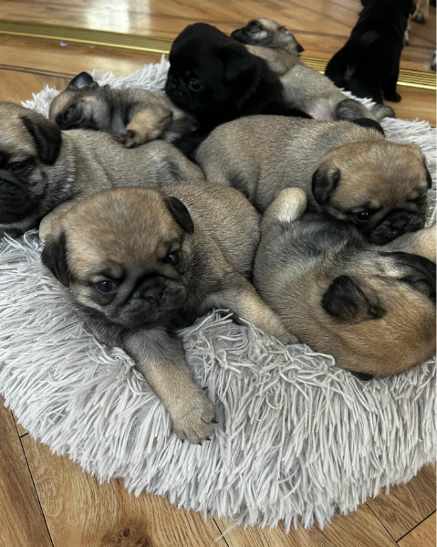 Bellissimi cuccioli di Carlino subito disponibili per adozione.