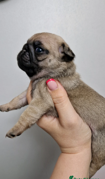Bellissimi cuccioli di Carlino subito disponibili per adozione