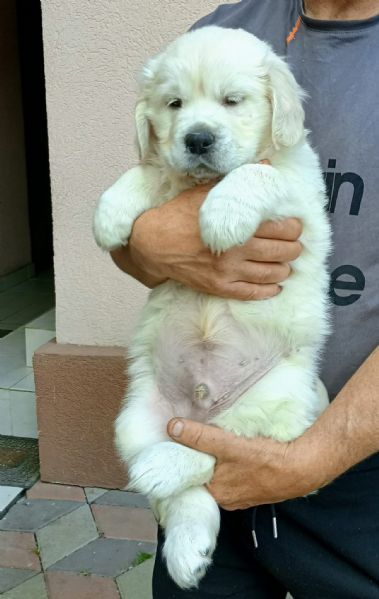 BELLISSIMI CUCCIOLI DI GOLDEN