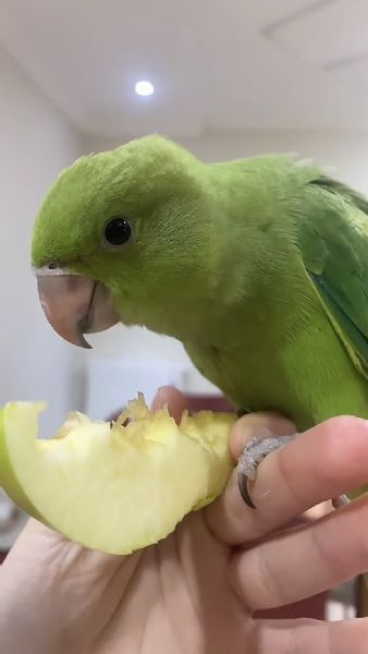 Parrocchetto dal collare ALLEVATO A MANO
