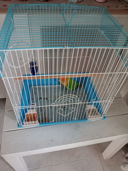 Inseparabili