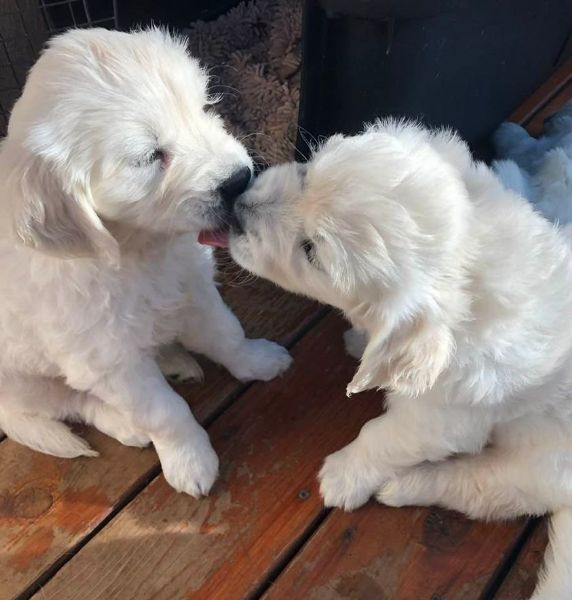Meravigliosi cuccioli Golden Retriever