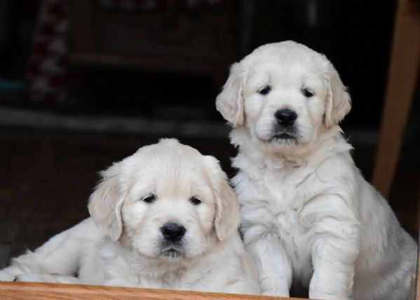 BELLISSIMI CUCCIOLI DI GOLDEN