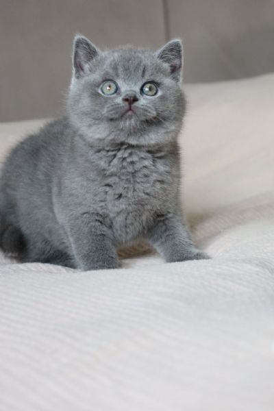 Gattini British Shorthair dolcissimi