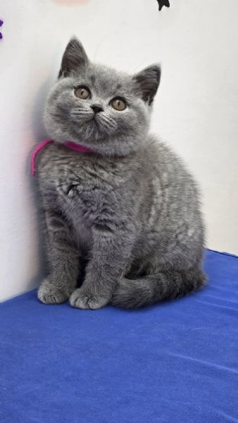 Due British shorthair