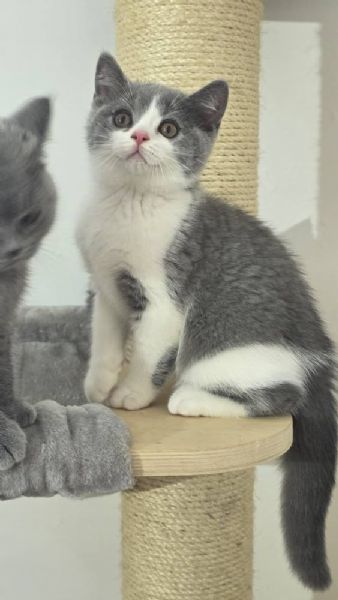 Due British shorthair