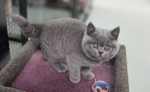 Cucciolo di British Shorthair