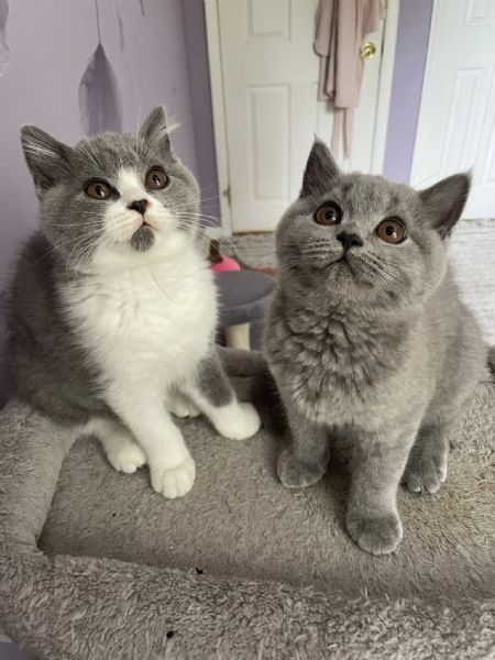 British Shorthair maschio e femmina