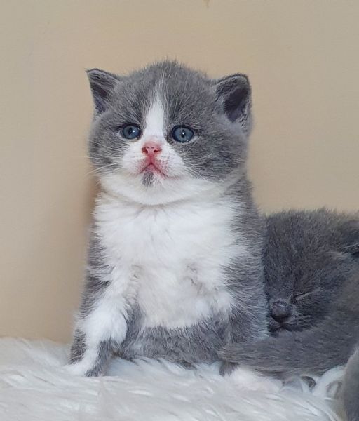 British Shorthair maschio e femmina