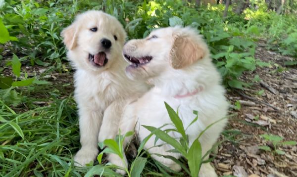 Cuccioli Golden Retriever